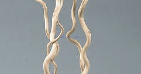 Decorative Kuwa Branches - Bleached Kuwa branches