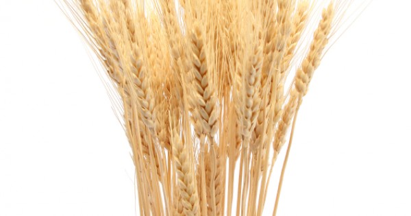 Dried Wheat, Decorative Wedding Wheat, Dry Wheat