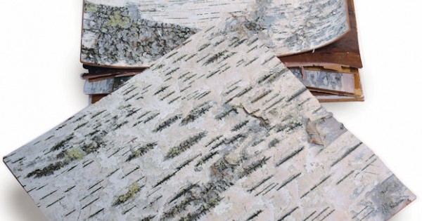 White Birch Bark Sheets for Sale - Dried, Cured & Natural Birch Bark Sheet