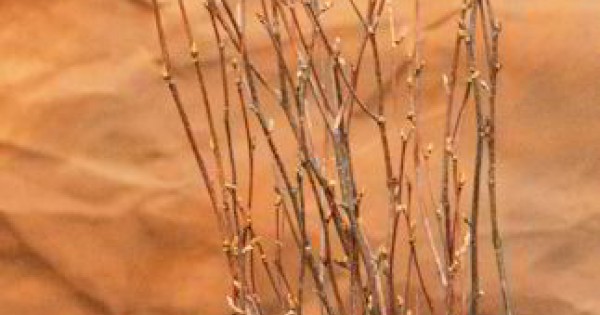 Dried Birch Branch Tips