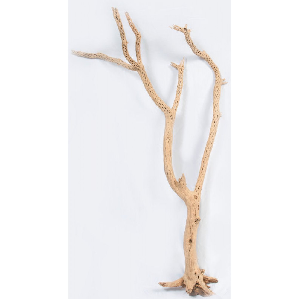 Cholla Cactus Tree Finger Branches - Sandblasted Cholla Cactus Skeleton ...