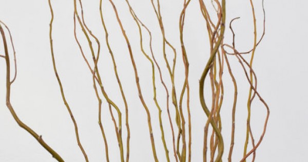 Green Curly Willow Branches | natural green curly willow