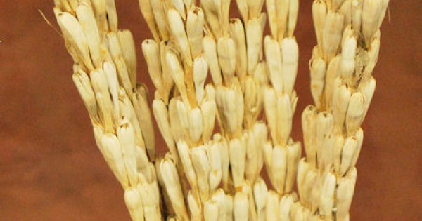 Dried Jack Sticks - Decorative Jack Stick