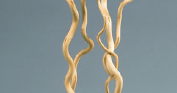 Decorative Kuwa Branches - Natural, Chocolate, Basil