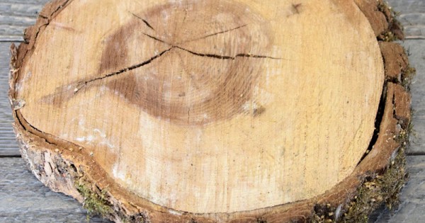 Elm Wood Slices - Large Wood Slices