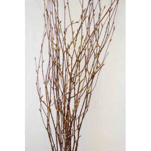 Birch Branches for Sale | Birch Branch Decor