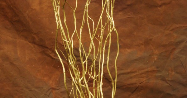 Gold Curly Willow Branches