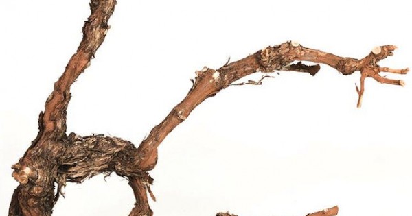 Grapewood Branches - Natural - Grape Wood