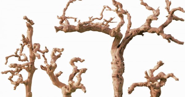 Grapewood Branches - Sandblasted - Grape Wood