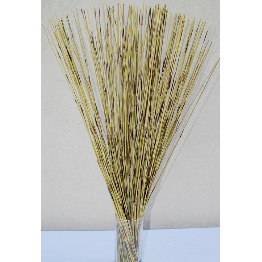 Decorative Green Pan Reed Bunch