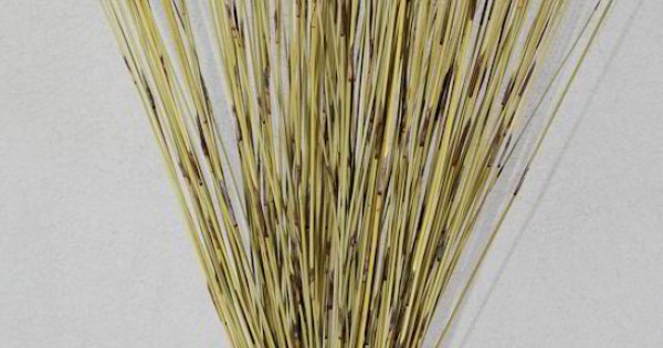 Decorative Green Pan Reed Bunch