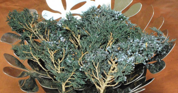 Preserved Juniper Mini Tips - Juniper Boughs