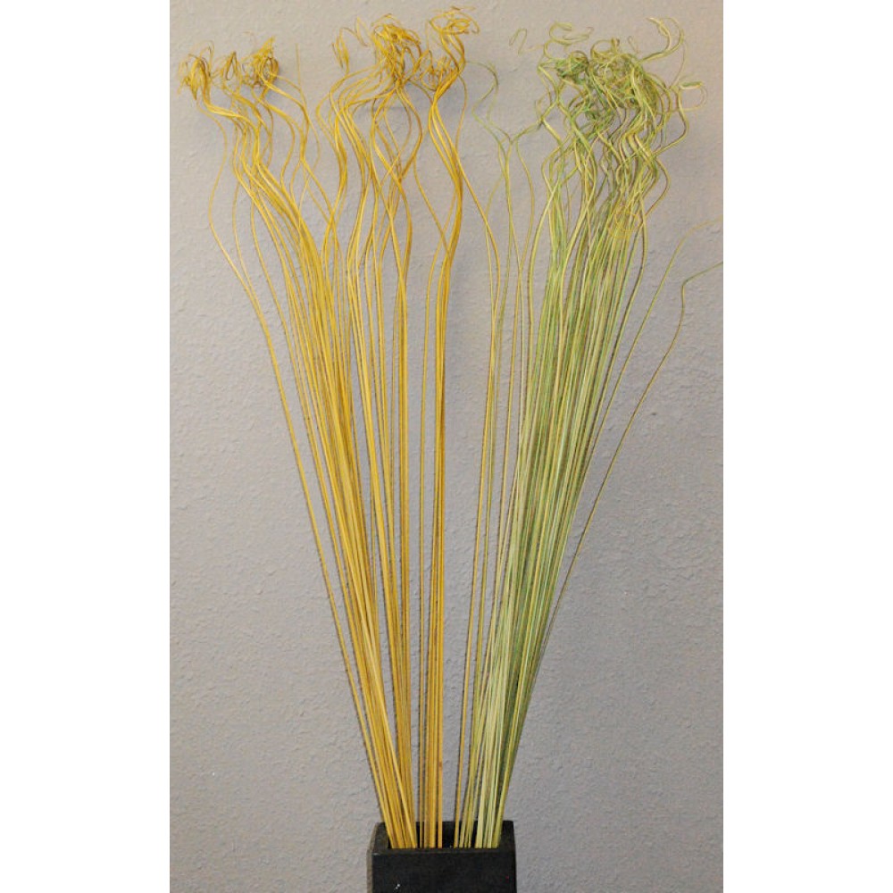 Long Curly Ting Ting Branches, Tall Curly Ting Ting