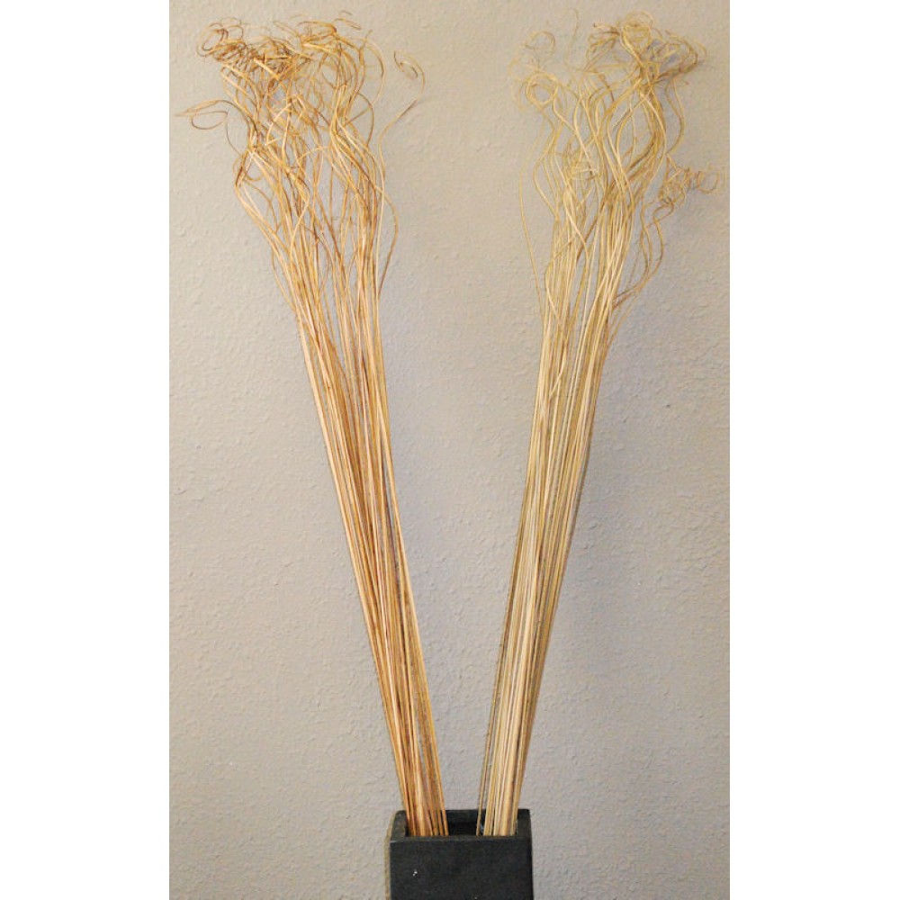 Long Curly Ting Ting Branches, Tall Curly Ting Ting