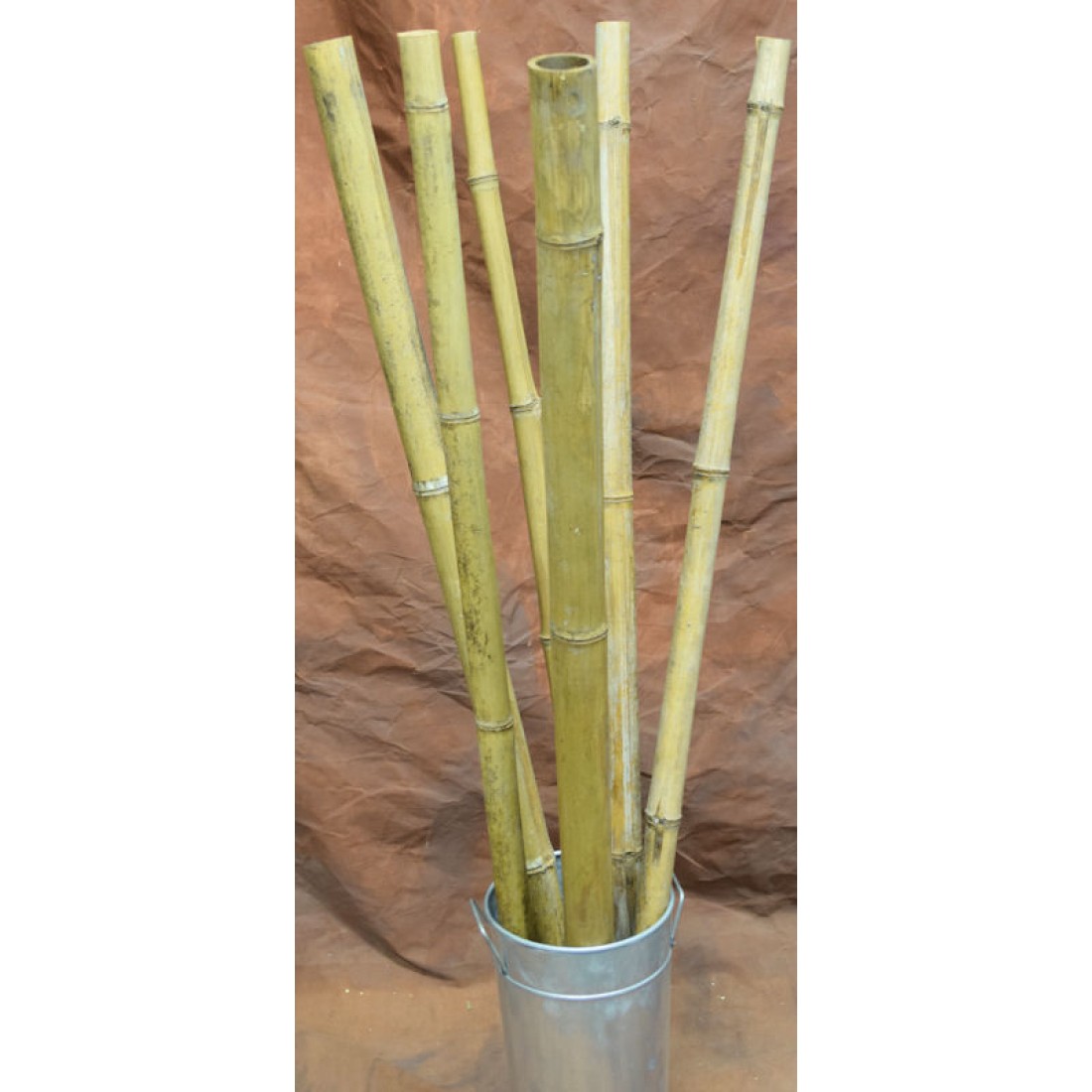 Dried Natural Bamboo Stalks - Dried Bamboo Sticks - Long Stem Bamboo