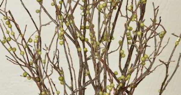 Green Berry Sweet Huck Branch