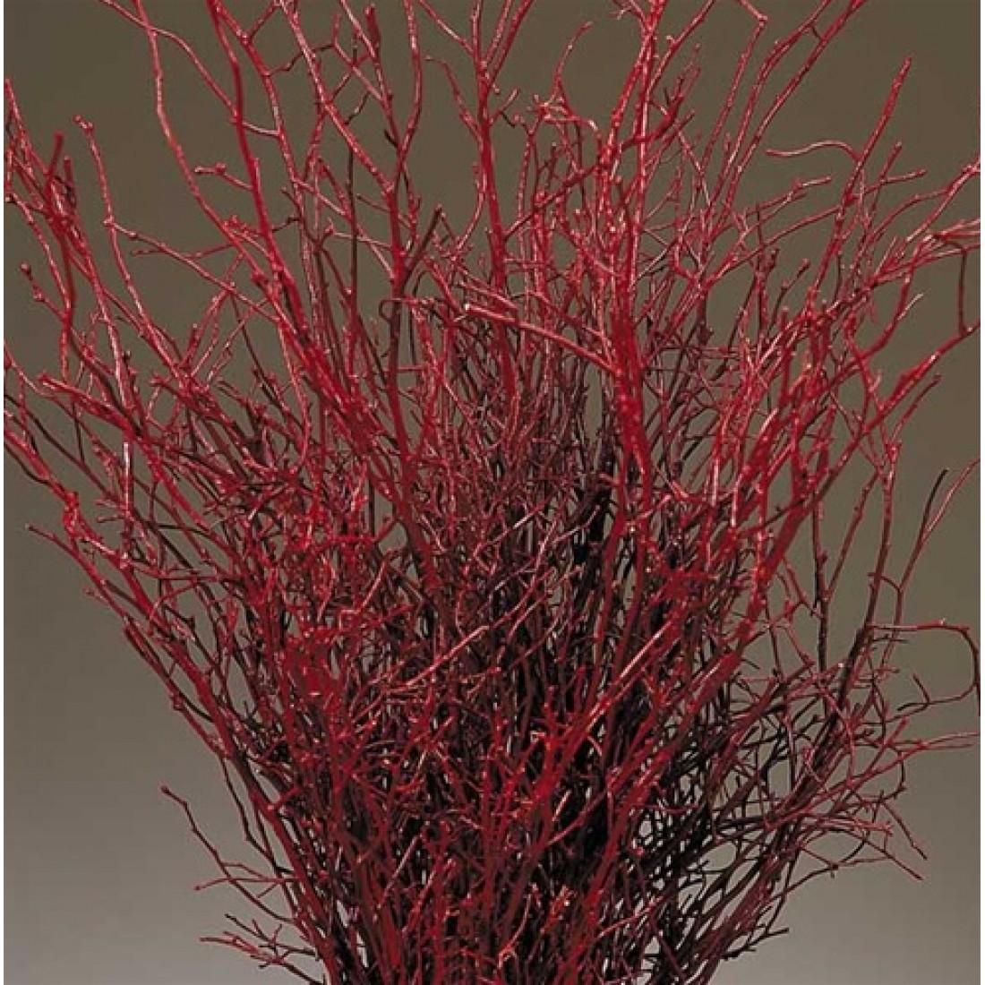 Sweet Huck Branches - Fire Red 8oz Huckleberry bunch