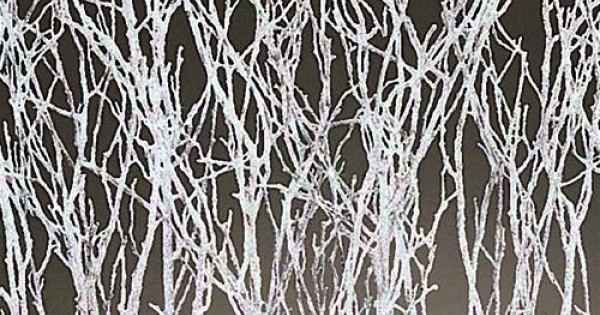 Sweet Huck Branches - White Sparkle huckleberry bunch