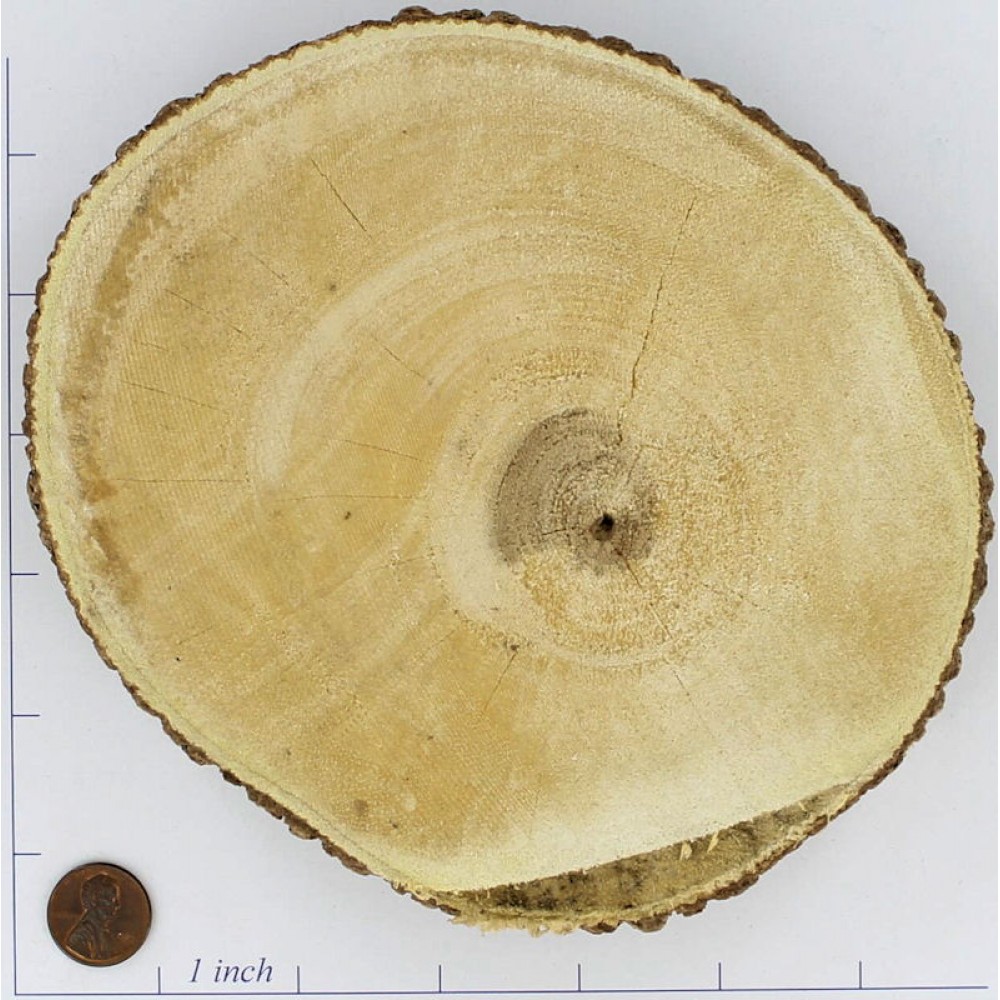 Tree Trunk Slices | Tree Slices for Sale | Large Wood Rounds