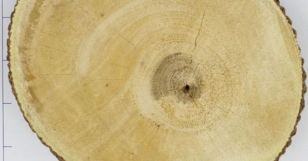 Tree Trunk Slices | Tree Slices for Sale | Large Wood Rounds