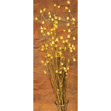 Dried Ti Tree Bunches - Great flower and filler