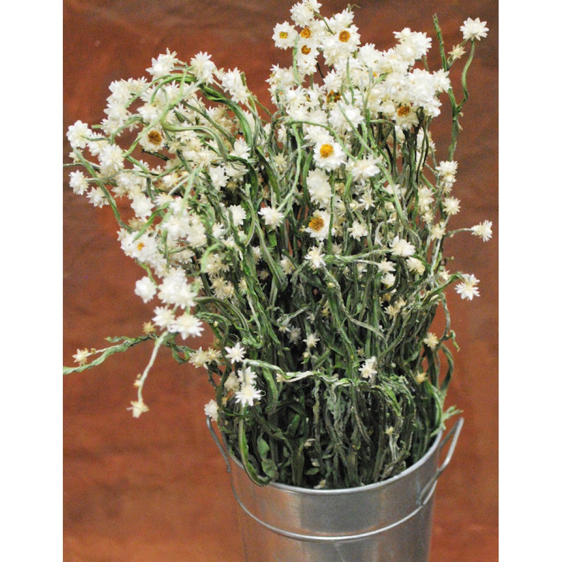 Dried Ammobium Flower Bunch - Dried Winged Everlasting