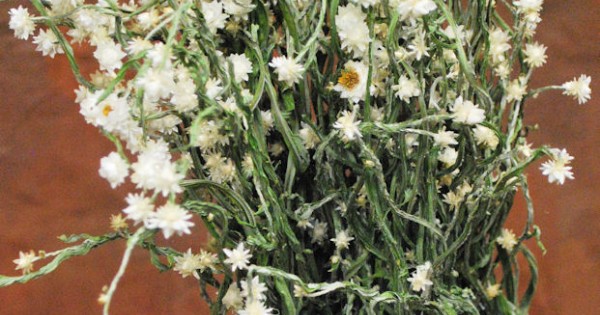 Dried Ammobium Flower Bunch - Dried Winged Everlasting