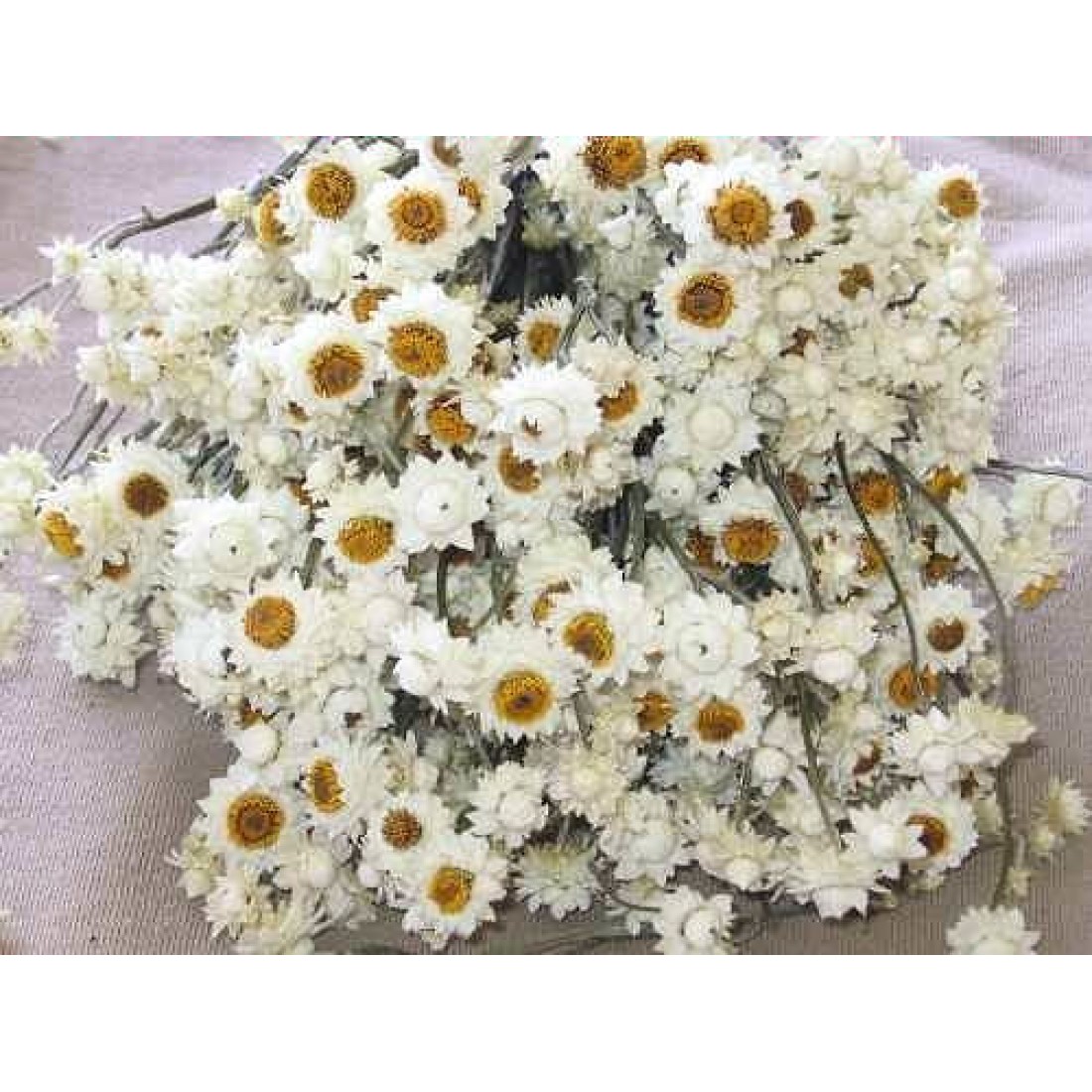 Dried Ammobium Flower Bunch - Dried Winged Everlasting