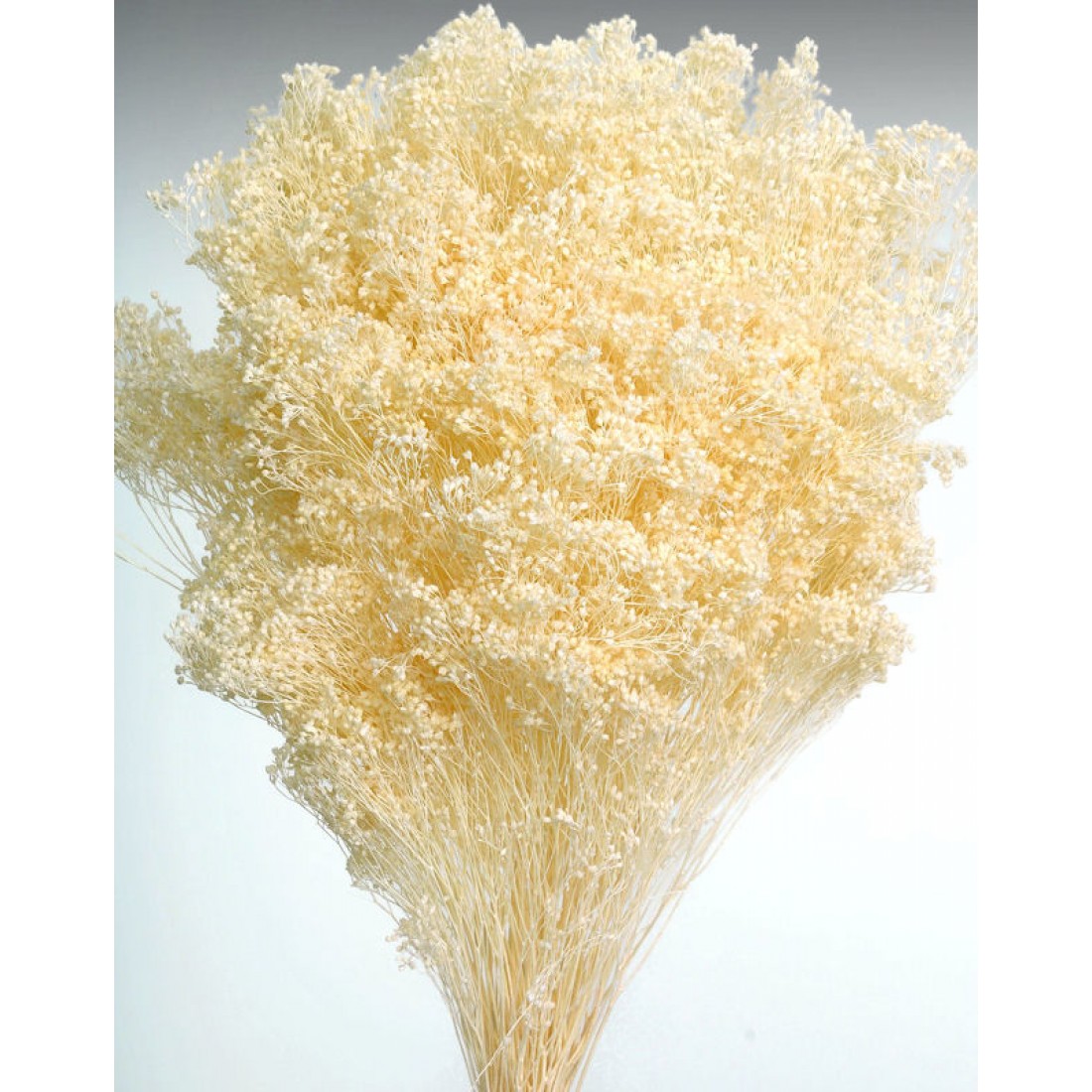 Dried Babys Breath Colors - Dried Gypsophila For Sale