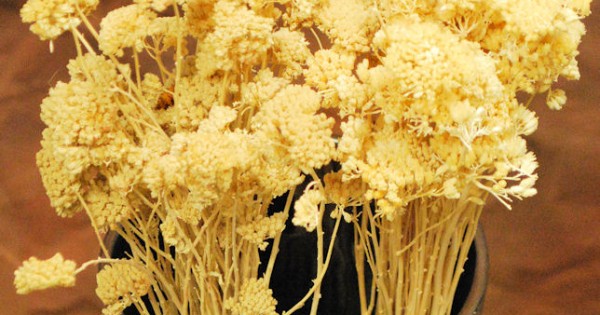 Dried Bleached Yarrow flower Bunches