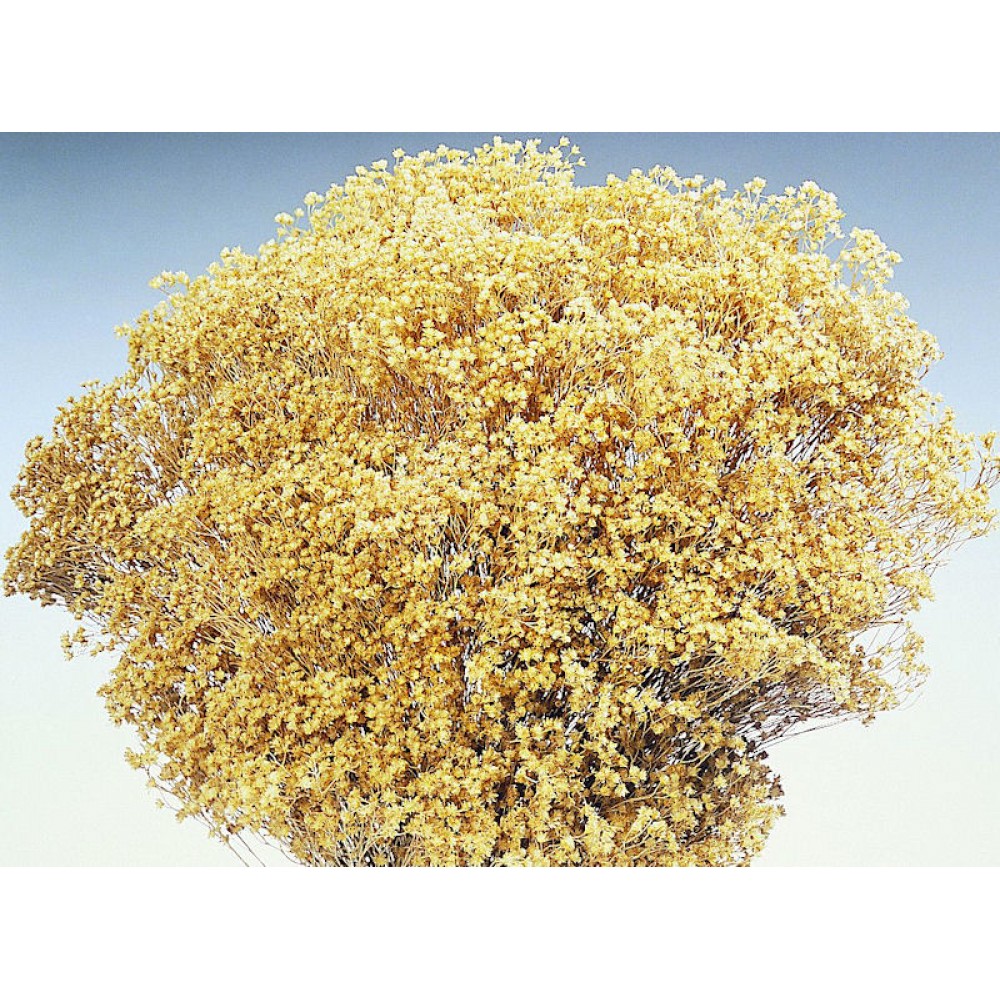 Dried Blooms Broom Flowers - Brooms Bloom for sale