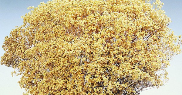 Dried Blooms Broom Flowers - Brooms Bloom for sale