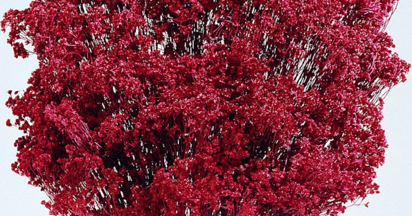 Dried Broom Bloom Flowers - Bloom Broom Colors