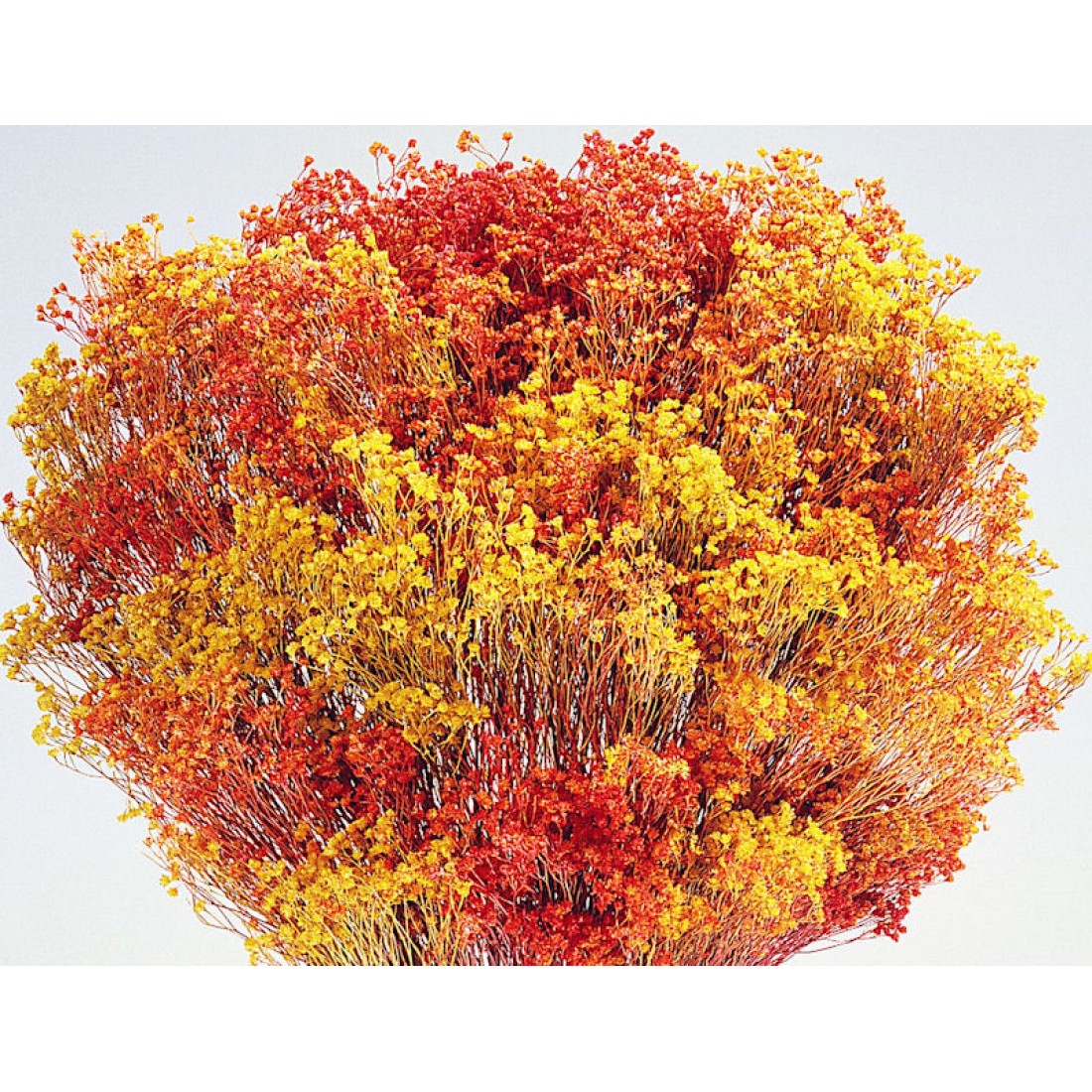 Dried Broom Bloom Flowers - Bloom Broom Colors