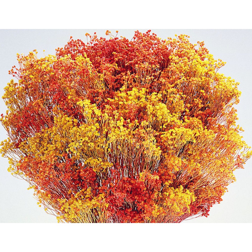 Dried Broom Bloom Flowers - Bloom Broom Colors