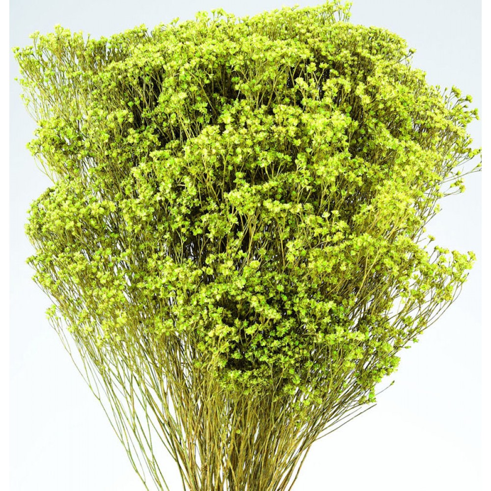Dried Broom Bloom Flowers - Bloom Broom Colors