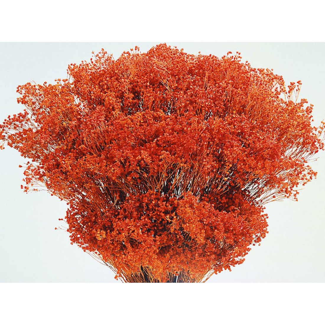 Dried Broom Bloom Flowers - Bloom Broom Colors