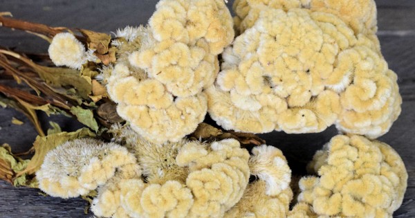 Dried Celosia Cockscomb Flowers - Dried Coxcomb Flowers