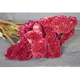 Dried Celosia Cockscomb Flowers - Dried Coxcomb Flowers