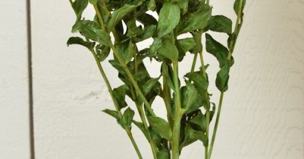 Dried Clover Flowers