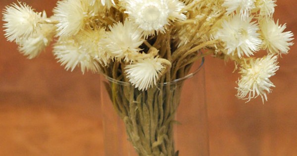 Dried Everlasting Flowers - Natural Helichrysum