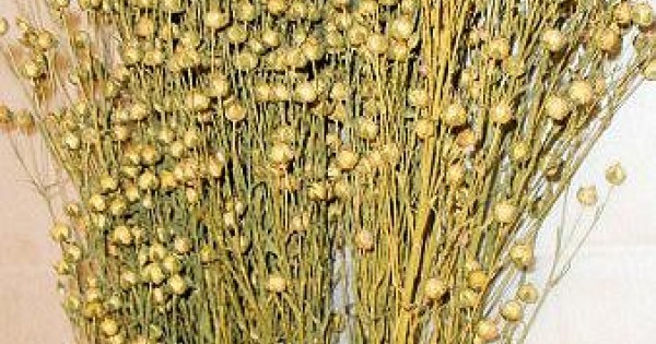 Dried Flax Bunch - Linum Bunch