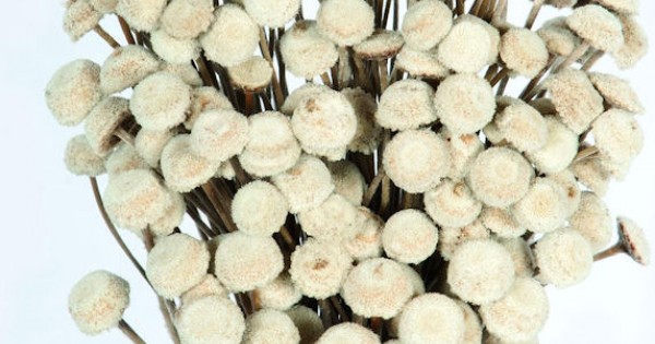 Dried Floral Button Flowers - Natural Color Floral Buttons For Sale