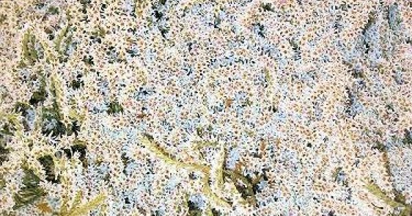 Bulk German Statice - White German Statice