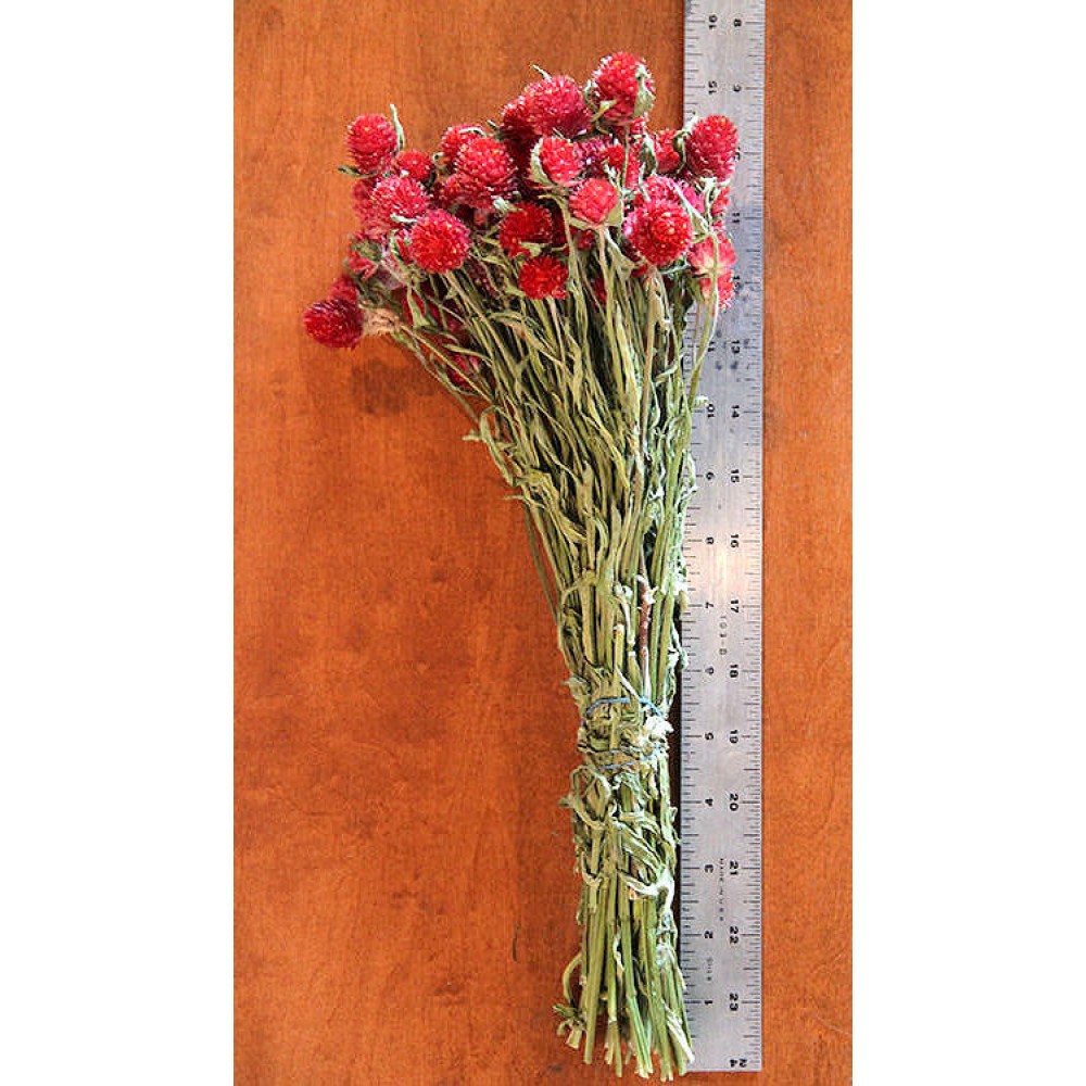 Dried Globe Amaranth - Red Amaranthus