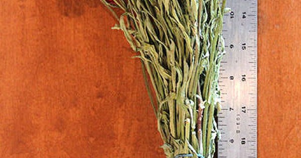 Dried Globe Amaranth - Red Amaranthus