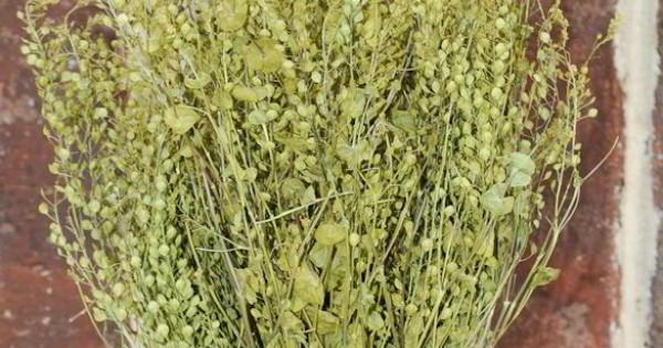 Dried Lepidium Bunch