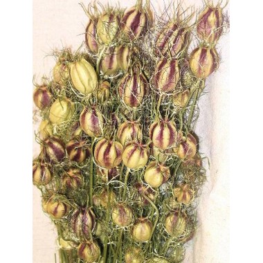 Dried Tallow Berries - Decorative Tallow Berries