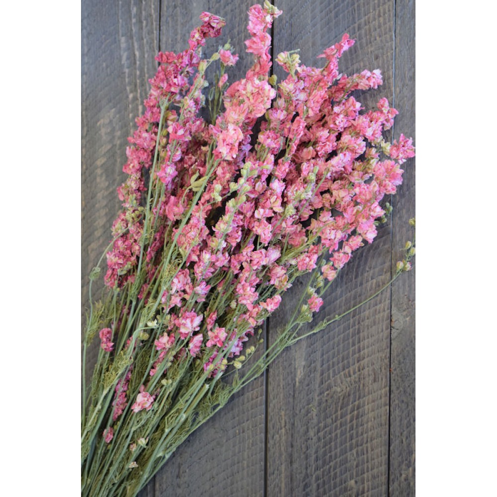 Dried Pink Larkspur Flowers | Dried Pink Delphinium | Dried Larkspur