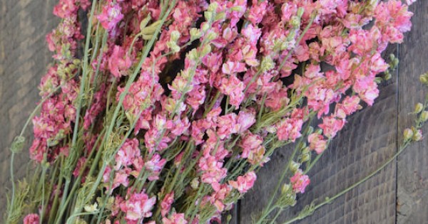 Dried Pink Larkspur Flowers | Dried Pink Delphinium | Dried Larkspur